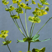 Weeds: Spurges (Prostrate spurges) – Chamaesyce spp. (Euphorbia spp ...