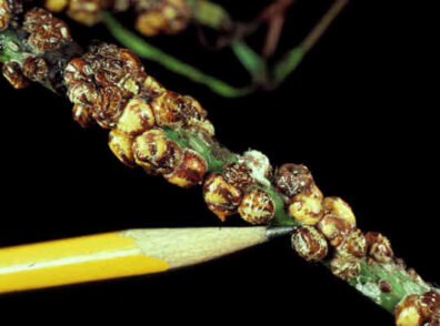 Blueberry: Lecanium scale | Hortsense | Washington State University