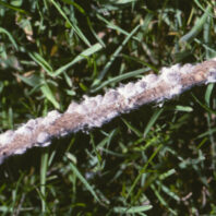 Common Insects and Mites: Lecanium scale | Hortsense | Washington State ...