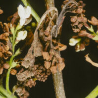 Common Diseases: Botrytis blight (Gray mold) | Hortsense | Washington ...