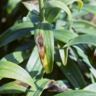 Common Diseases: Botrytis blight (Gray mold) | Hortsense | Washington ...