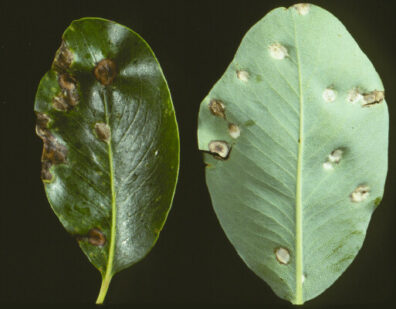 Madrone: Leaf gall | Hortsense | Washington State University