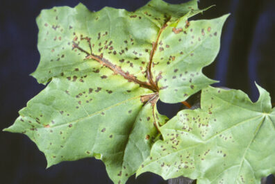 Maple: Bacterial leaf spot and dieback | Hortsense | Washington State University