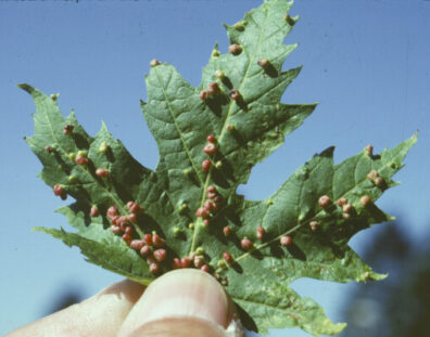 Maple: Maple bladdergall mite | Hortsense | Washington State University