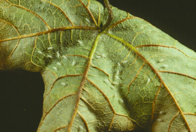 Common Insects and Mites: Leafhoppers | Hortsense | Washington State ...