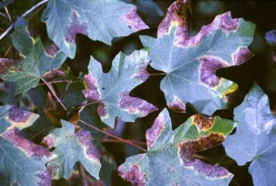 Maple: Tar spots | Hortsense | Washington State University