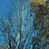 Maple: Verticillium wilt | Hortsense | Washington State University