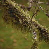 Common Cultural: Mosses and lichens | Hortsense | Washington State ...