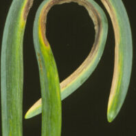 Common Diseases: Botrytis blight (Gray mold) | Hortsense | Washington ...