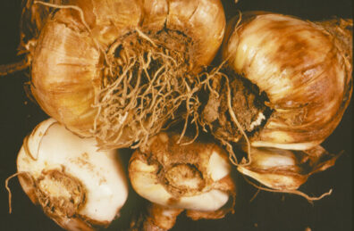 Narcissus (Daffodil): Stem and bulb nematode | Hortsense | Washington ...