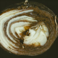 Narcissus (Daffodil): Stem and bulb nematode | Hortsense | Washington ...