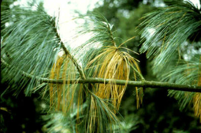 Common Cultural: Needle loss | Hortsense | Washington State University