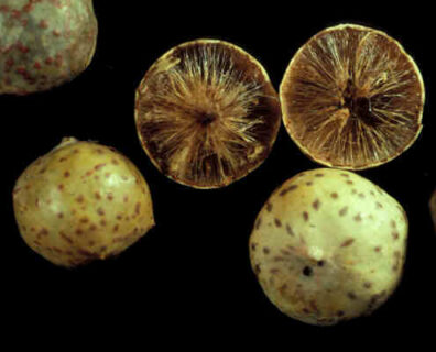 Common Insects and Mites: California gallfly | Hortsense | Washington ...