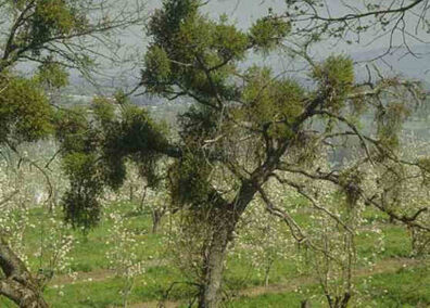 Oak: Mistletoe | Hortsense | Washington State University