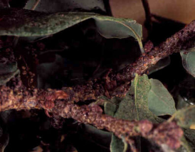 Oak: Pit scale | Hortsense | Washington State University