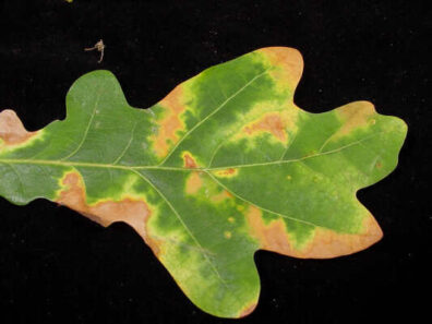 Oak: Leaf scorch | Hortsense | Washington State University