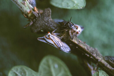 Oak: Oak treehoppers | Hortsense | Washington State University
