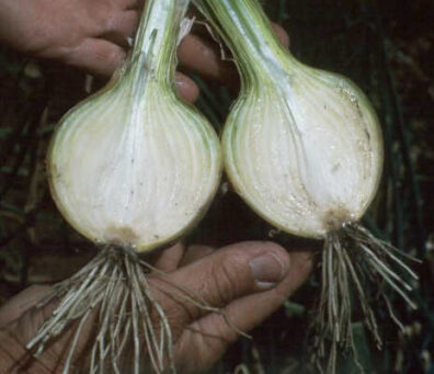 Onions, Garlic: Basal rot | Hortsense | Washington State University