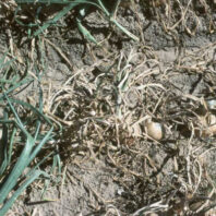 Onions, Garlic: Basal rot | Hortsense | Washington State University