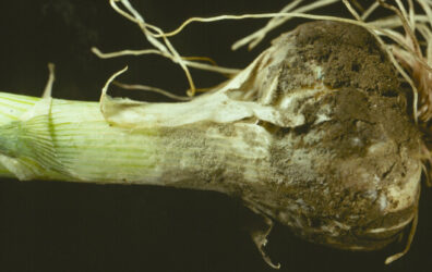 Onions, Garlic: Gray mold | Hortsense | Washington State University