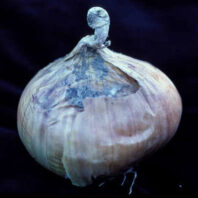 Onions, Garlic: Neck rot | Hortsense | Washington State University