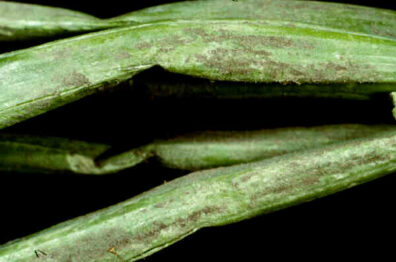 Onions, Garlic: Downy mildew | Hortsense | Washington State University