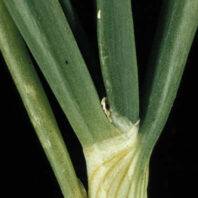Onions, Garlic: Onion maggot | Hortsense | Washington State University