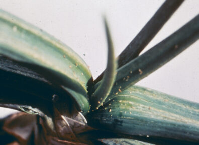 Onions, Garlic: Onion thrips | Hortsense | Washington State University
