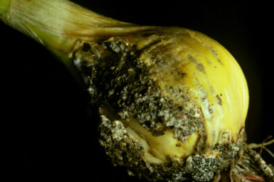 Onions, Garlic: White rot | Hortsense | Washington State University