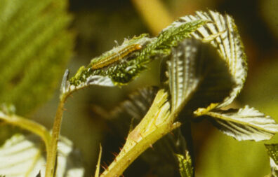 Holly: Orange tortrix | Hortsense | Washington State University