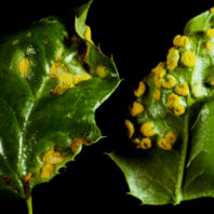 Common Diseases: Rusts | Hortsense | Washington State University