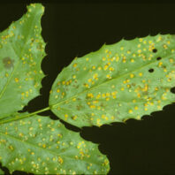 Common Diseases: Rusts | Hortsense | Washington State University