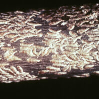 Hawthorn: Scale insects | Hortsense | Washington State University