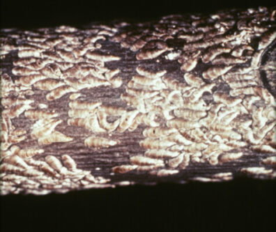 Lilac: Oystershell scale | Hortsense | Washington State University