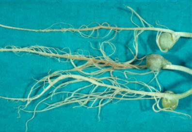 Pea: Aphanomyces root rot | Hortsense | Washington State University