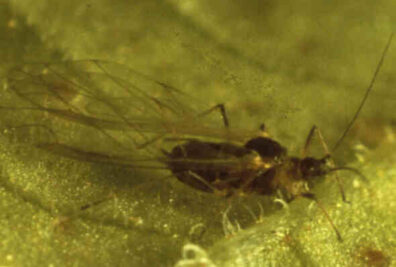 Peach: Aphids | Hortsense | Washington State University