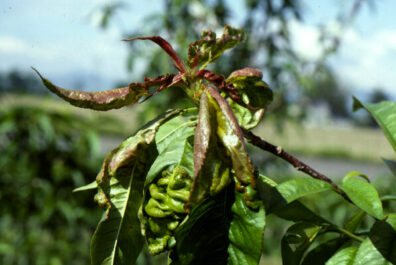 Peach: Leaf curl | Hortsense | Washington State University