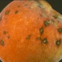 Peach: Shothole (Coryneum blight) | Hortsense | Washington State University