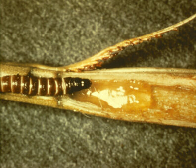 Apricot: Peach twig borer | Hortsense | Washington State University