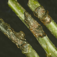 Pear: European canker (Nectria canker) | Hortsense | Washington State ...