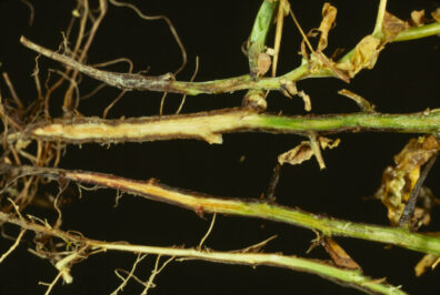 Pea: Root rot | Hortsense | Washington State University