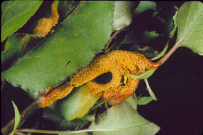Pear: Pacific Coast pear rust | Hortsense | Washington State University
