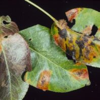 Pear: Pacific Coast pear rust | Hortsense | Washington State University