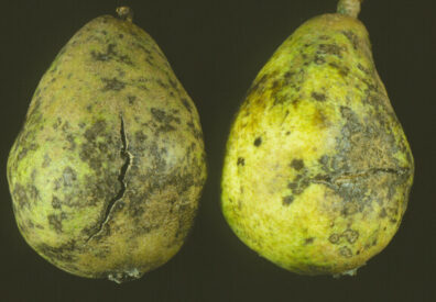 Pear: Scab | Hortsense | Washington State University