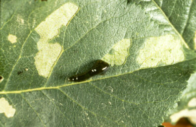 Cherry: Pear slug (Cherry slug) | Hortsense | Washington State University