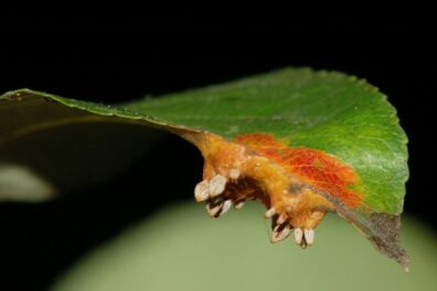 Pear: Pear trellis rust | Hortsense | Washington State University