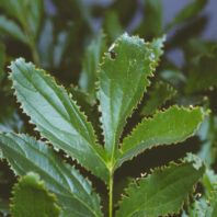 Common Insects and Mites: Root weevils | Hortsense | Washington State ...