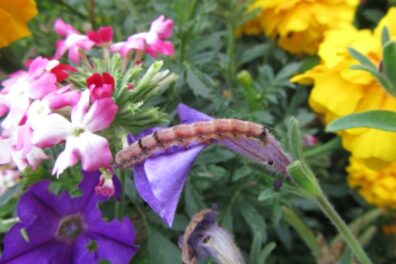 Petunia: Tobacco budworm | Hortsense | Washington State University