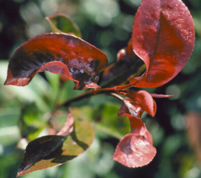 Photinia: Powdery mildew | Hortsense | Washington State University