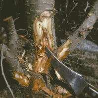 Boxwood: Phytophthora root rot | Hortsense | Washington State University